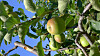 Weathering the Spring: Frost impacts on home fruit trees