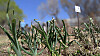 Valencia County agrees to support community gardens